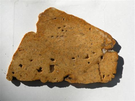 Oolite Slab 5 12 X 4 X 18 37 Ounces Yellowish Gold Color