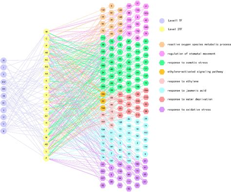 Figure 1 From Construction Of A Hierarchical Gene Regulatory Network To