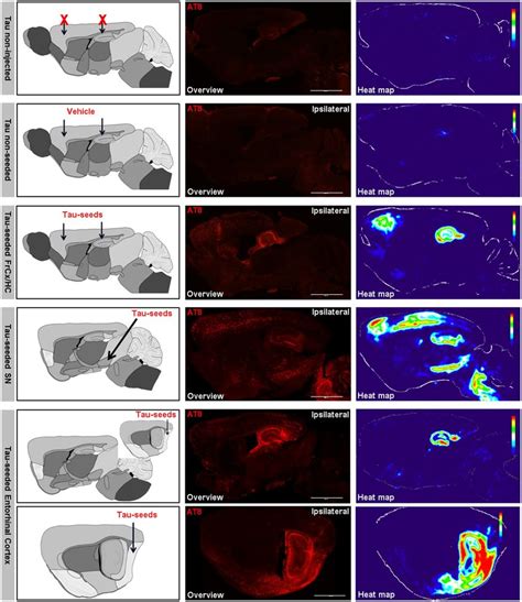 Averaged Heat Maps For Semi Quantitative Analysis Of Spreading Of