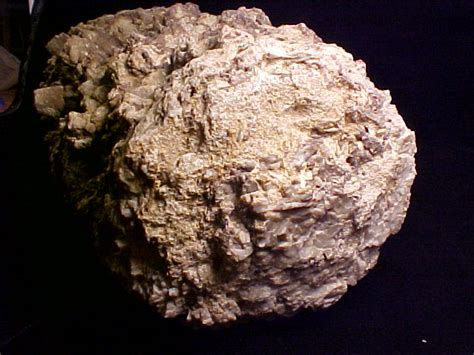 Cycad Fossil