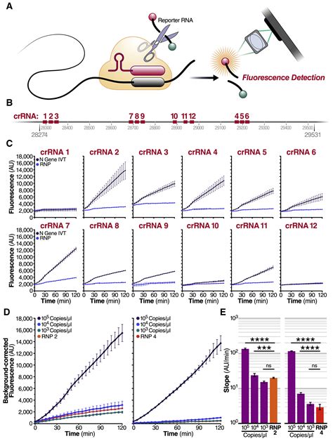 Amplification Free Detection Of SARS CoV 2 With CRISPR Cas13a And