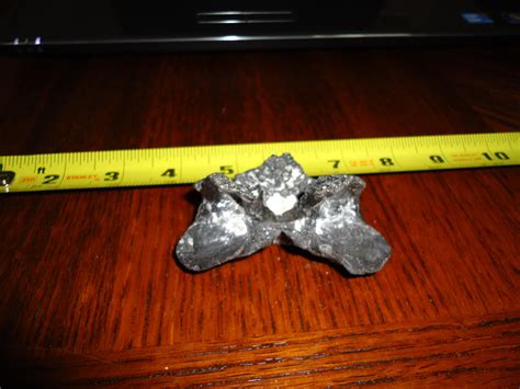 Pelvic Bone Venis Beach Florida Fossil Id The Fossil Forum