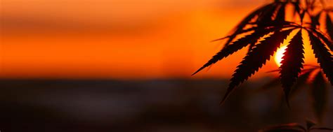 Texas Hemp Business Council