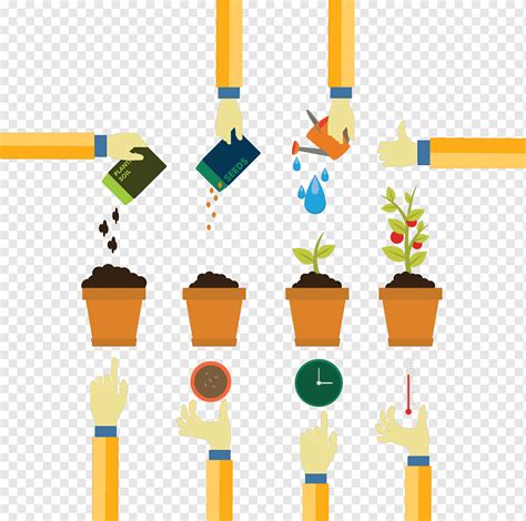 Planting Process Infographic Png Pngwing