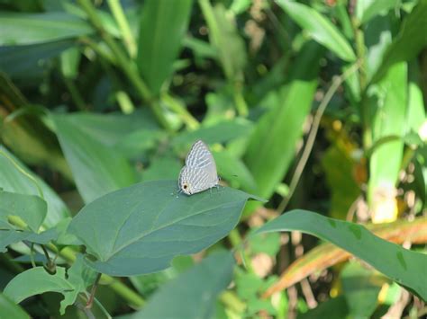 Jamides Alecto Dromicus From 116台北市文山區新光路二段30號 On November 19 2023 At