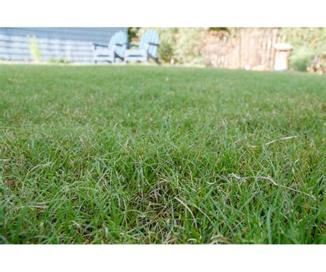 Colorado Springs Utilities Xeriscaping Buffalograss Backyard
