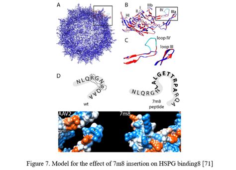 Aav Vector System Aav Production Transduction And Aav Gene Therapy