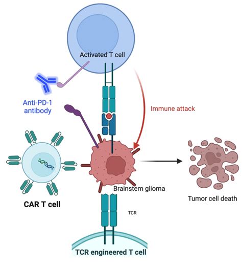Examples Of Adoptive Cell Therapy Strategies For Brainstem Glioma