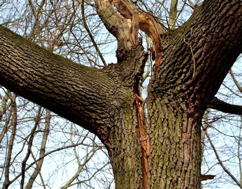 Tree Cracks Why Your Ma Trees May Crack And How To Protect Them