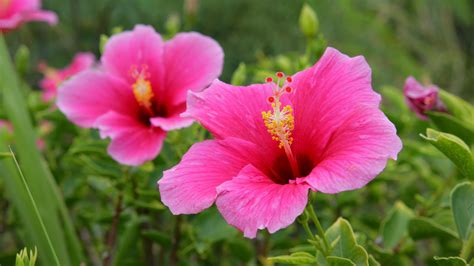 Hibiscus Wallpaper 1920x1080 42498