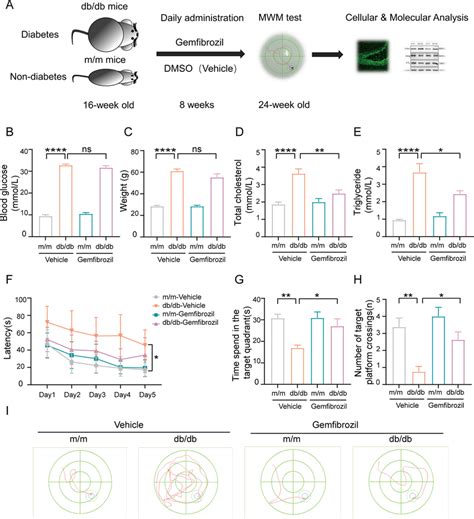 Gemfibrozil Ameliorated Spatial Memory Deficits In Dbdb Mice A