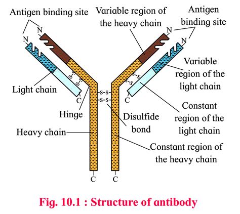 Diagram The Structure Of An Antibody Molecule Antibody Antib