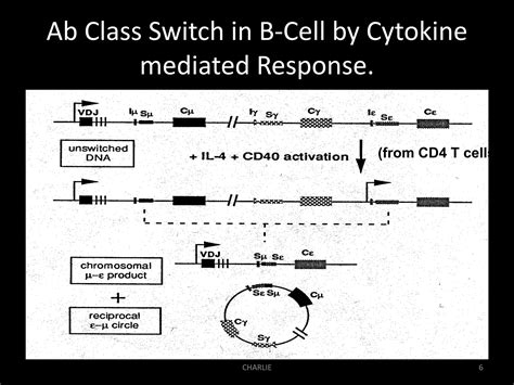 Antibody Class Switch Ppt Pptx