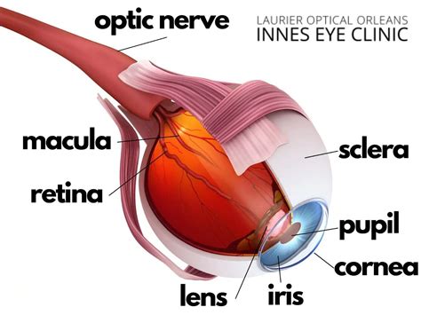 Cornea Anatomy Diagram