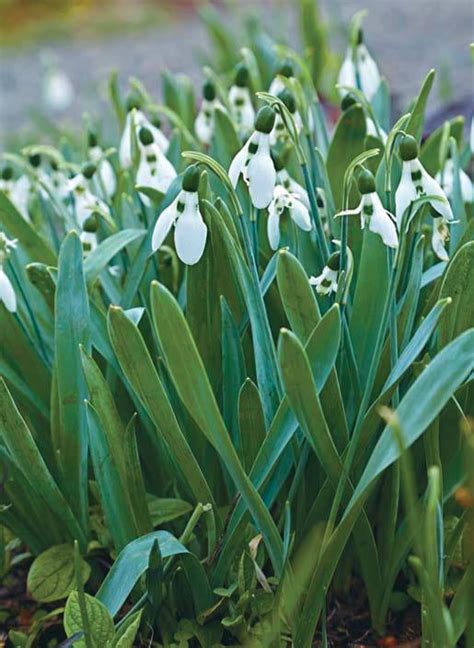 Sensing A Pattern Horticulture Gardening Read This Story On