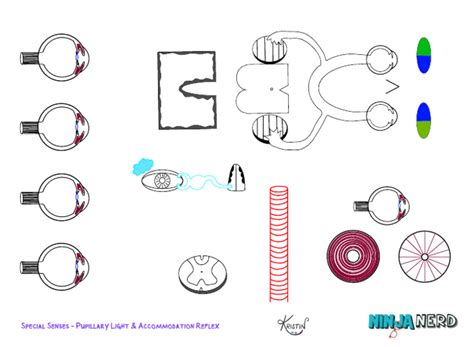 Special Senses 6 Pupillary Light Accommodation Reflex Handout Pdf