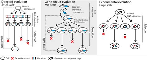 Synthetic Gene Circuit Evolution Insights And Opportunities At The Mid