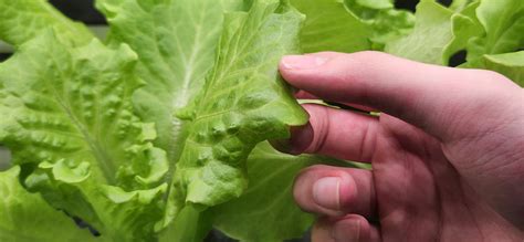 Singapore Indoor Smart Eco Farm Singrass