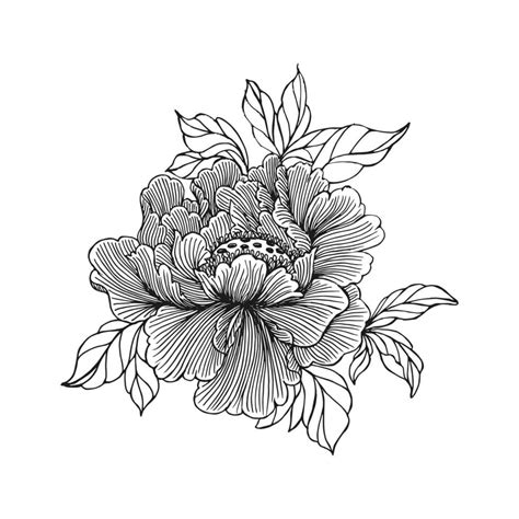 Peony Flower Drawing Japanese
