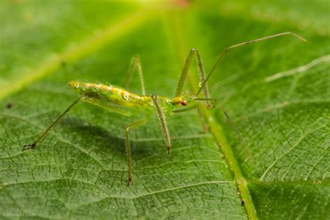 Pale Green Assassin Bug Beneficial Garden Bugs Of The Sc Lowcountry