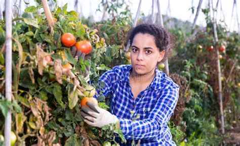 Agricultora Femenina Recolectando Cosechas De Tomates Foto De Archivo
