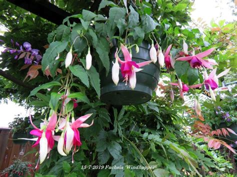 Fuchsia 'Windhapper'
