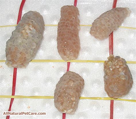 Hatching Applesnail Mystery Snail Eggs In Your Aquarium