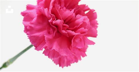 핑크 장미 꽃 클로즈업 사진 사진 Unsplash의 무료 꽃 이미지