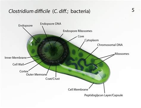 Clostridium Difficile 5 Fused Glass Bacteria By Trilobiteglassworks On