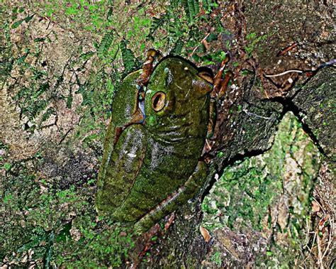 Los Bracitos Tree Frog Facts Diet Habitat And Pictures On Animaliabio