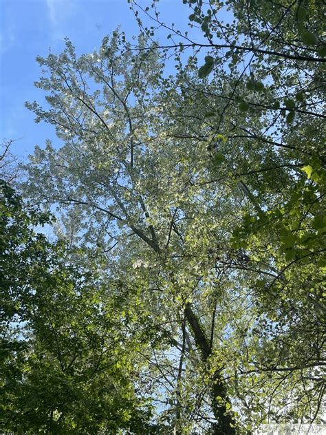Le Coton Blanc Des Peupliers Les Jardins De Malorie