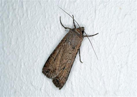 Miller Moth Army Cutworm Identification Life Cycle Facts And Pictures