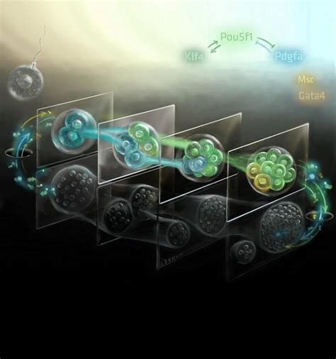 Single Cell RNA Sequencing Mea IMAGE EurekAlert Science News Releases