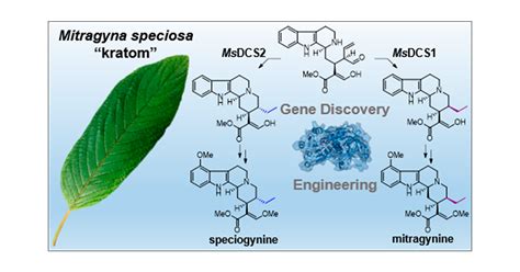 Facile Extraction Of Three Main Indole Alkaloids From 46 Off