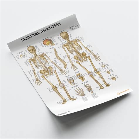 Skeleton Models And Anatomy Posters Anatomystuff