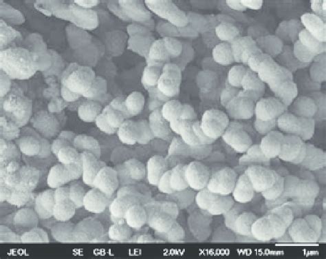 Cryo SEM micrograph of sample 1 Rys 1 Mikrograf Cryo SEM próbki 1 Download Scientific Diagram