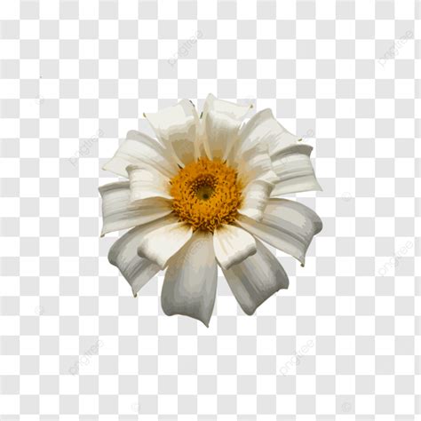 白向日葵 白色向日葵藝術 白向日葵 罕見的白色向日葵png去背圖片素材免費下載，免摳圖設計圖案下載 Pngtree
