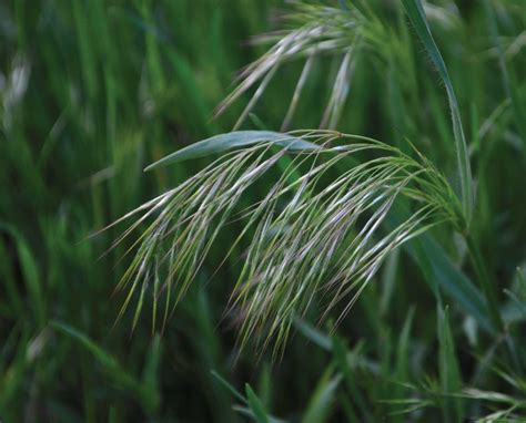 Invasive Vegetative Species Management Mule Deer Foundation