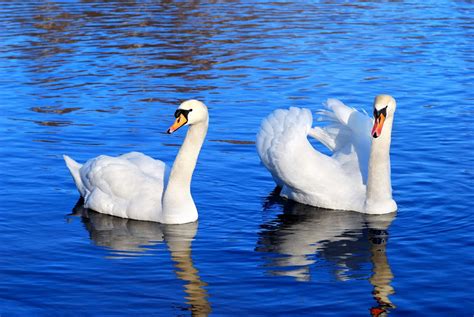 Seven Swans A Swimming