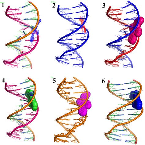 Surface Representation Of Docked Model Of Complexes 1 6 With Dna