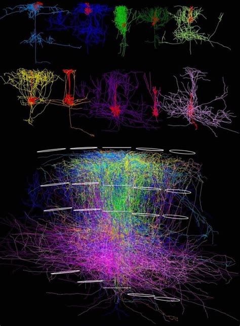Organization Principles Of The Sensory Cortex Revealed By 3d Neural