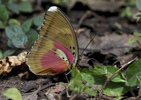 Unmarked Pink Forester Euphaedra Diffusa Diffusa