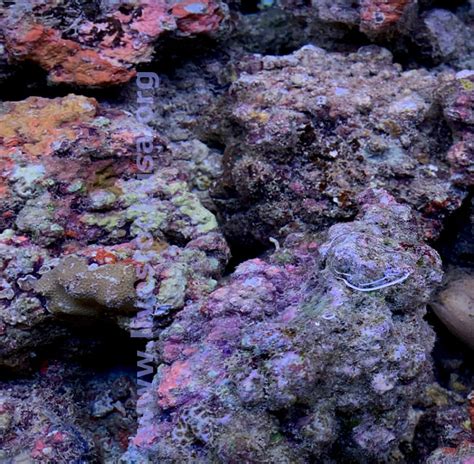 Tunicate On Live Rock