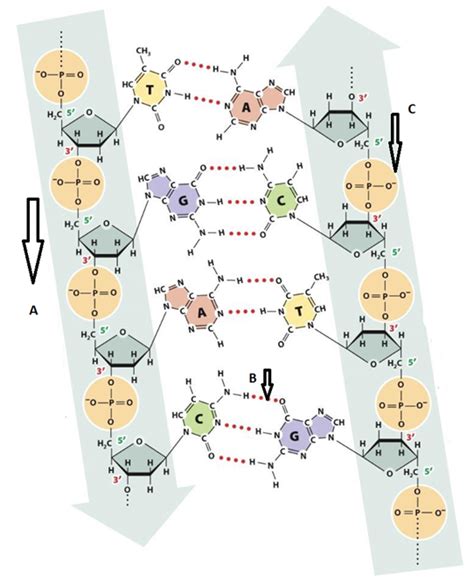 Molecular Basis Of Inheritance Biology XII NEET Practice Questions