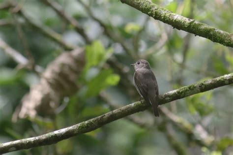 Sikatan Bubik Muscicapa Dauurica Biodiversity Warriors Kehati