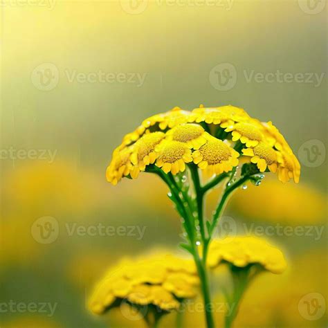 The Macro View Of Yarrow Showcases Its Grace In The Presence Of Water