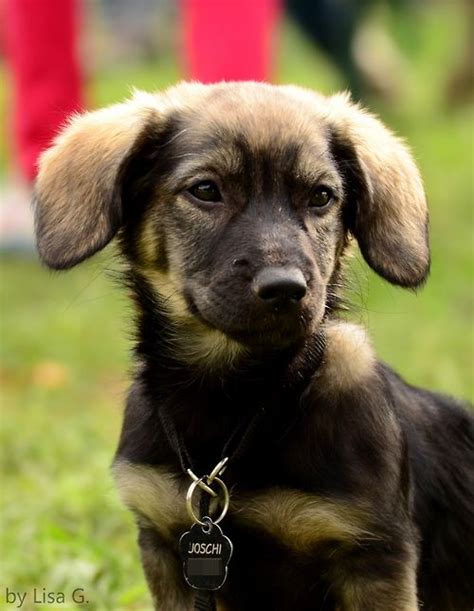 German Shepherd Mixed With A Wiener Dog Pupherd