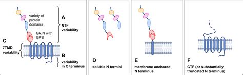 Figure 2 From The Repertoire And Structure Of Adhesion Gpcr Transcript Variants Assembled From