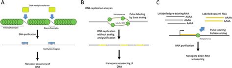 Applied Methods For Modified Base Detection Using Nanopore Sequencing