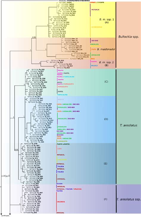 Bayesian Phylogenetic Tree Based On And Publicly Available Download Scientific